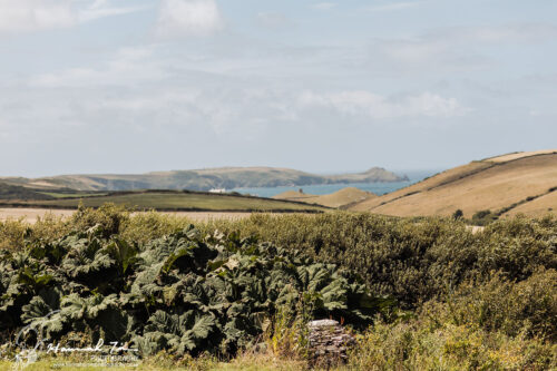 Hannah & Sam's laid back countryside wedding in Cornwall, with Hannah ...