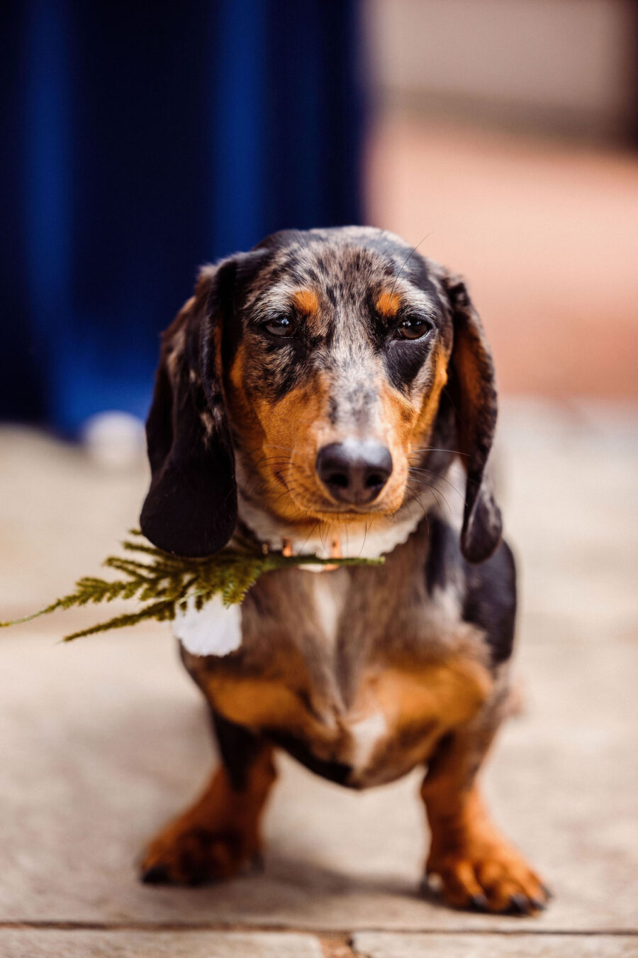 A secret wedding, full of heart, for Kian and Tony. With Mark Battista ...